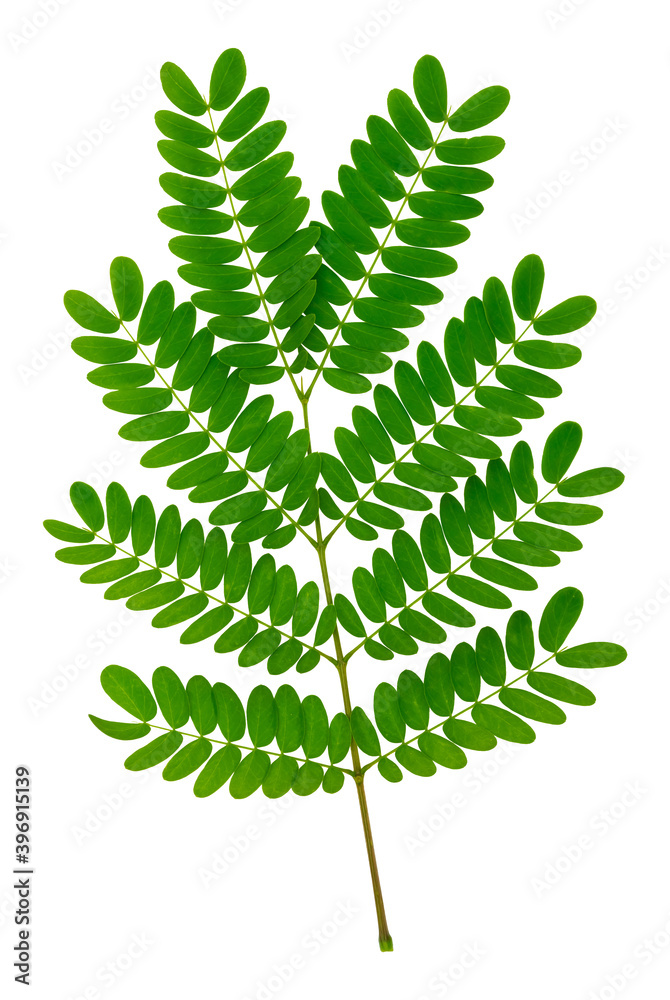 The leaf of White popinac, Lead tree, Horse tamarind, Leucaena, lpil ...
