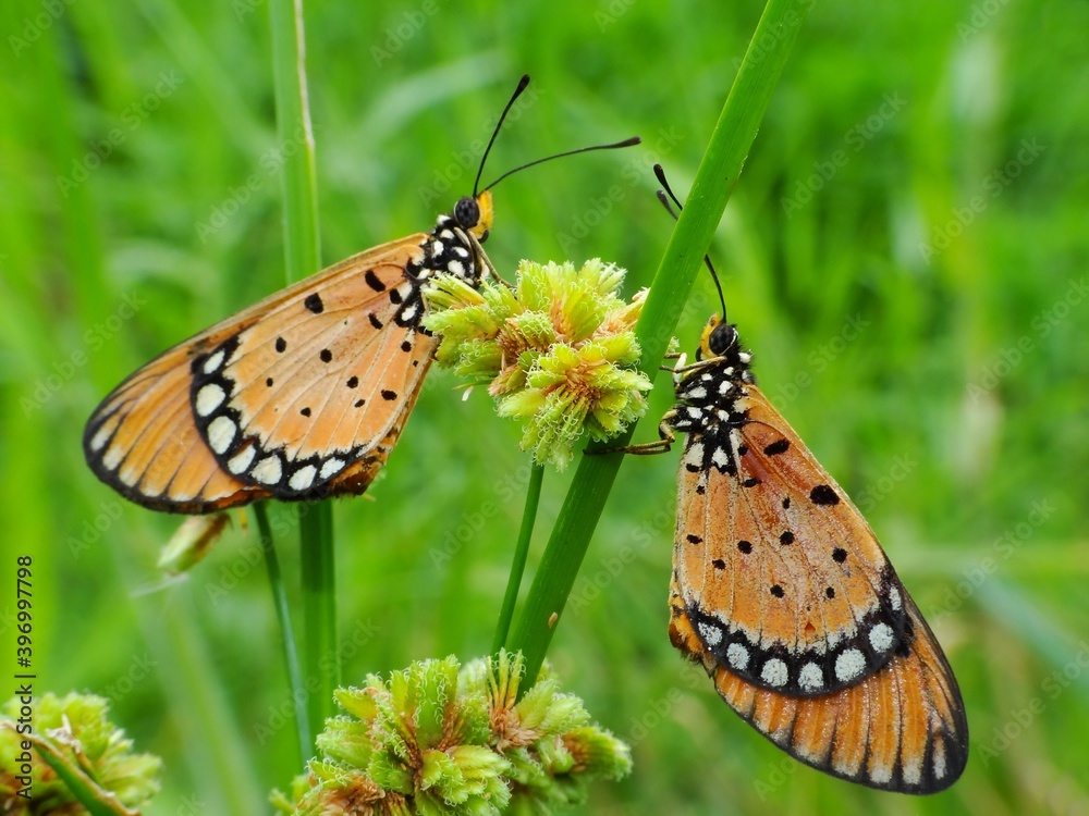 Insects reproduce through physiological processes involving the ...