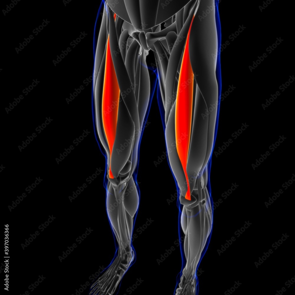 Rectus Femoris Muscle Anatomy For Medical Concept 3D Illustration Stock ...