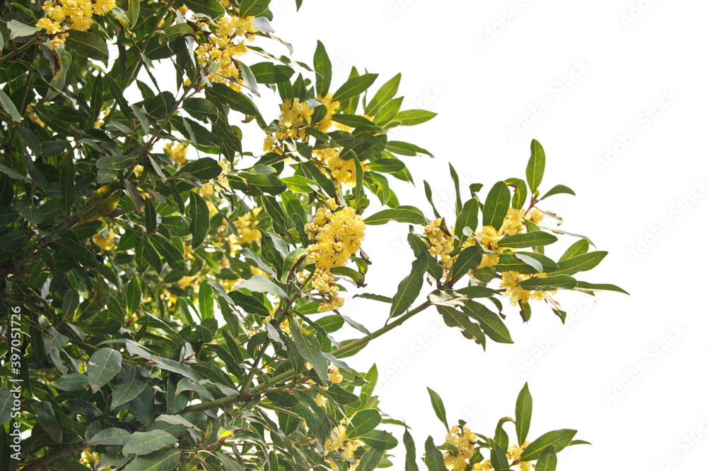 Flowering Laurus nobilis plant, branches with yellow flowers, Laurus ...