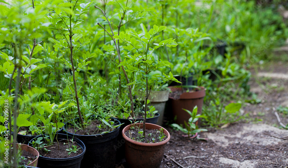 Forest nursery with many tree seedlings ready to be planted in the new ...