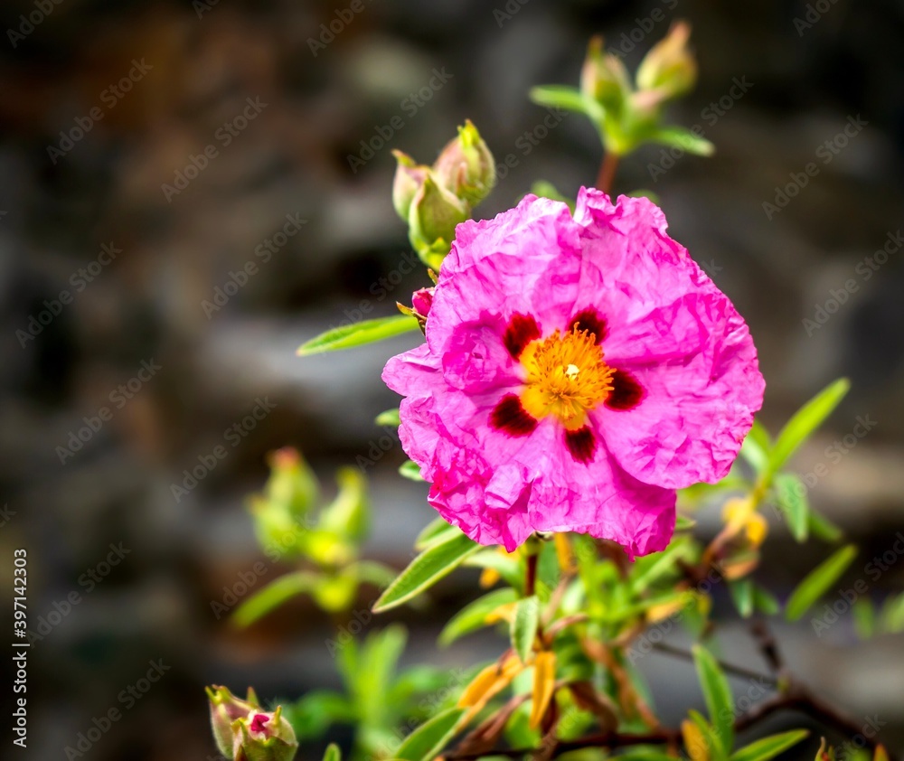 Rock roses are evergreen bushes with papery-looking five petal flowers ...