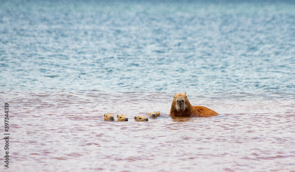 The mother capybara and her five cubs swimming in the waters of Lake Paranoá in Brasilia, Brazil ...