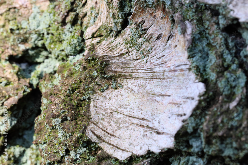 colorful bark close up, forest walk, tree, texture kleuren van ...