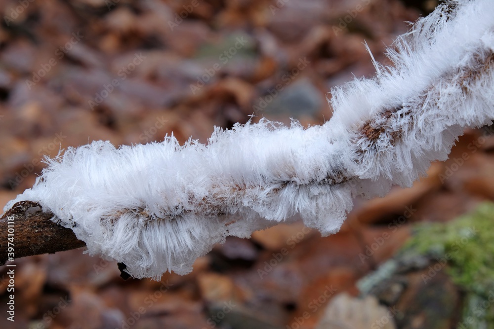 An unusual natural phenomenon - mysterious hair ice on wood looks like ...