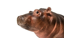 Hippo Free Stock Photo - Public Domain Pictures