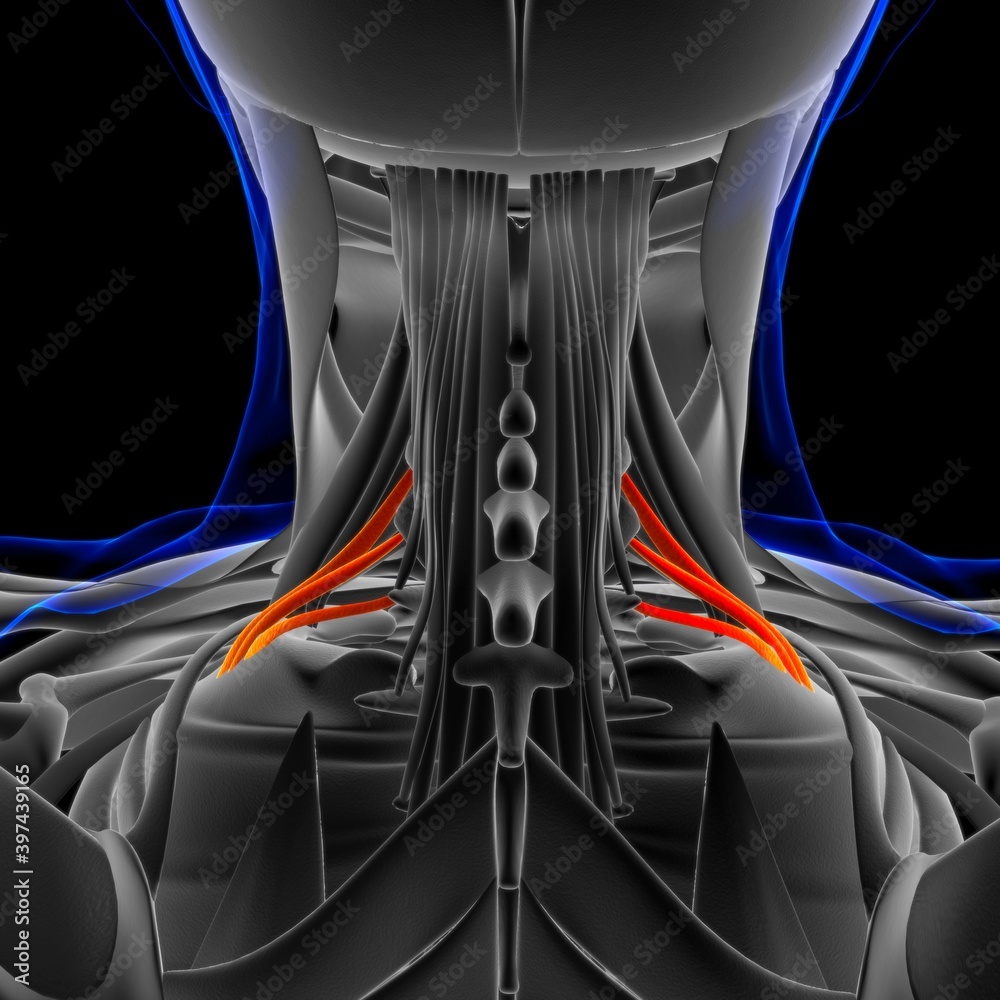 Scalenus Posterior Muscle Anatomy For Medical Concept 3D Illustration ...