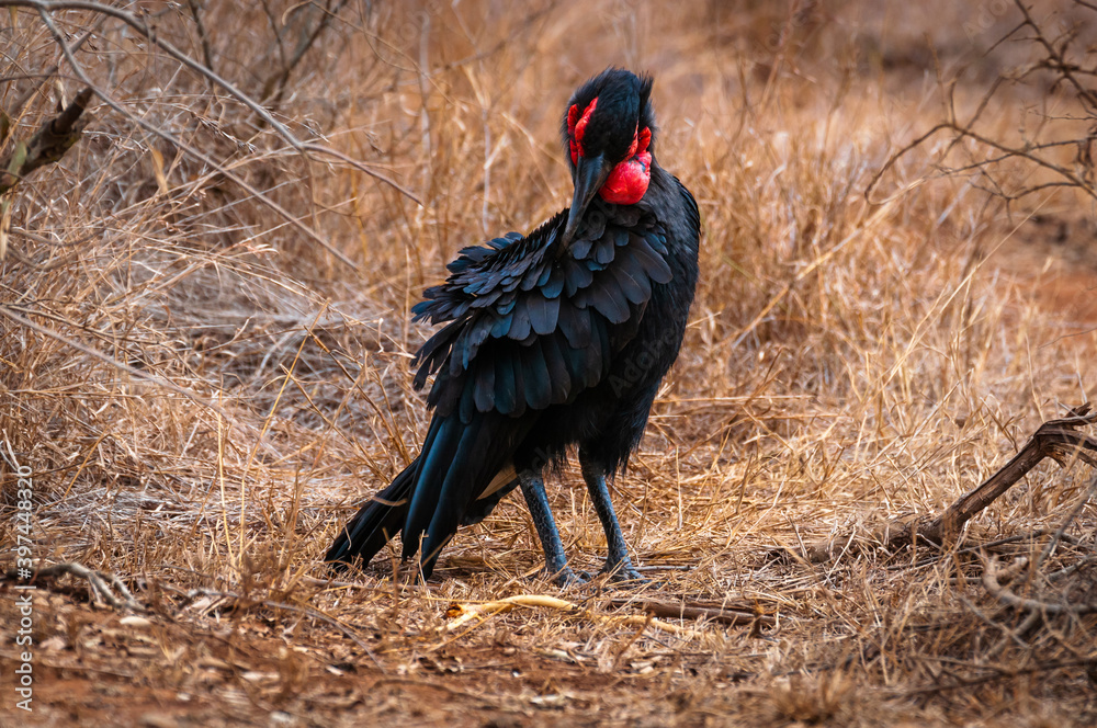 Southern ground hornbill with his black plumage and red throat ...
