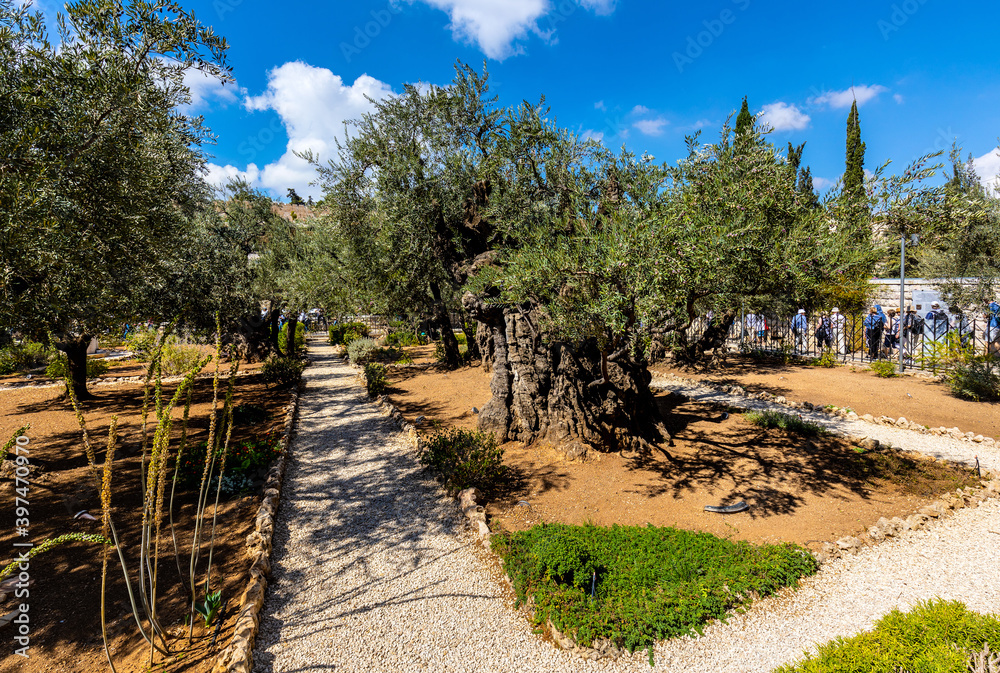 Historic Olive trees in Garden of Gethsemane within Gethsemane ...