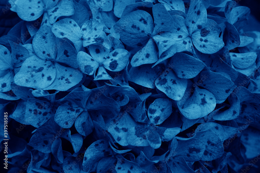 Foto de Stock blue hydrangea flowers close up.Classical blue creative ...
