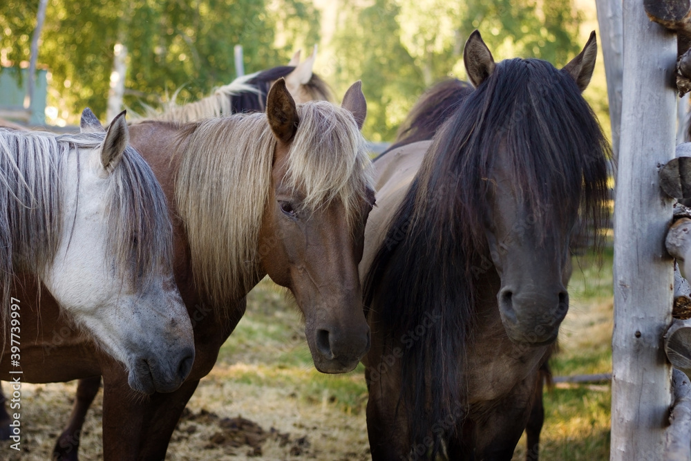 Horses in the paddock on the farm. Concept breeding of domestic animals ...