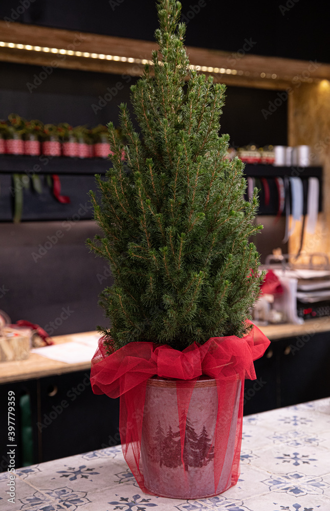 ภาพถ่าย Stock Pretty European Christmas tree-picea glauca Conica potted ...