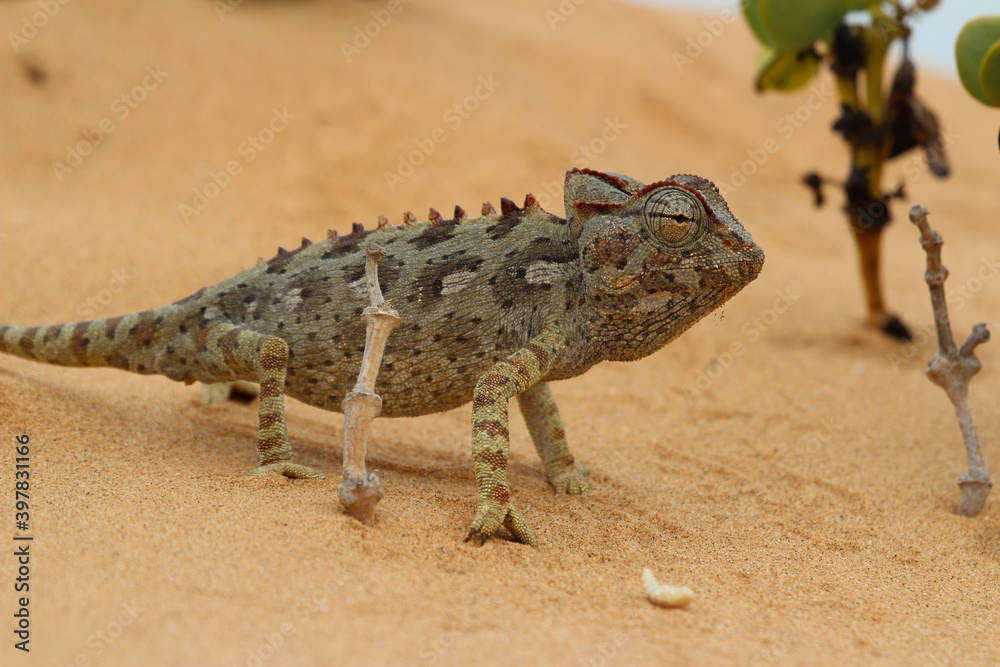 Namaqua chameleon (chamaeleo namaquensis), in the dunes of Namib Desert ...