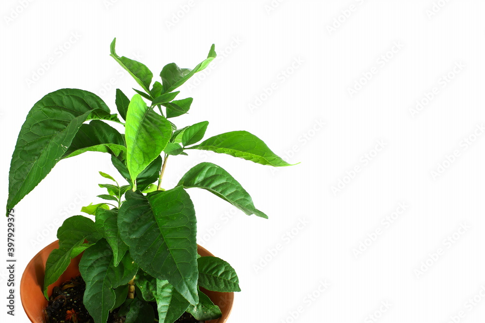 indian hindu religious holy plant bilva patra or bilipatra used worship ...
