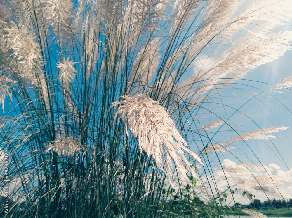 Beautiful white kans grass / kash phool (in Bengali language), just ...