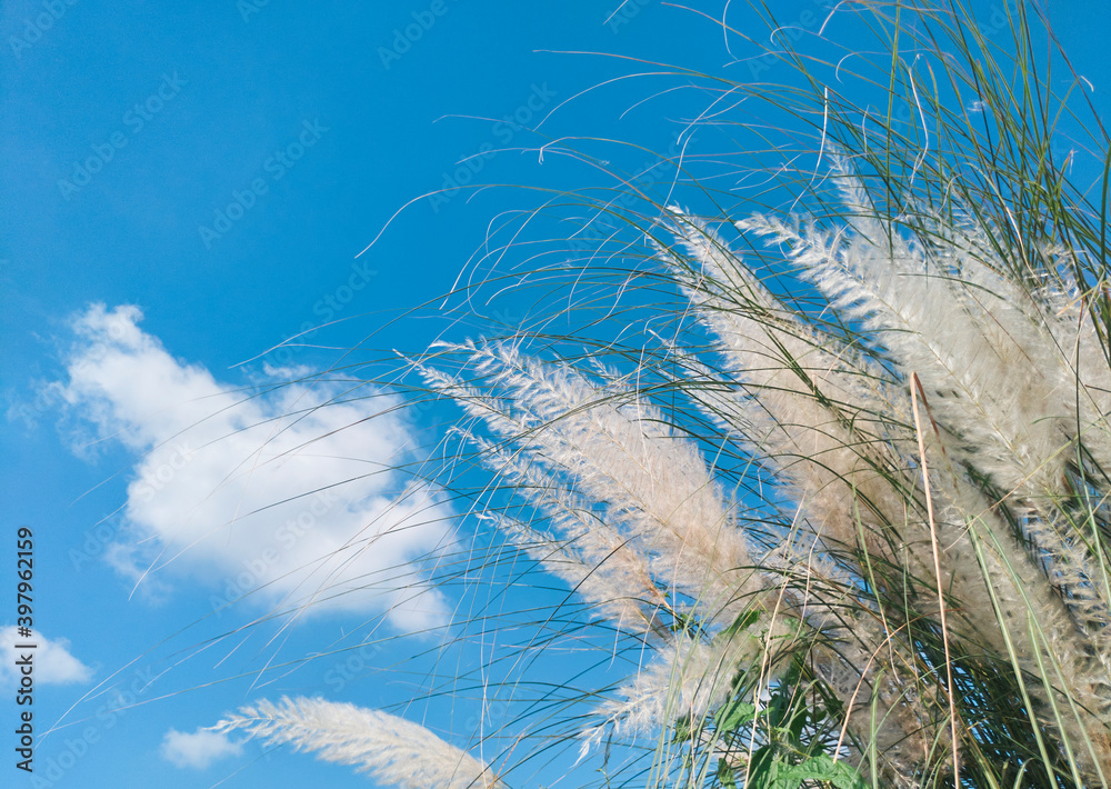 Beautiful white kans grass / kash phool (in Bengali language), just ...