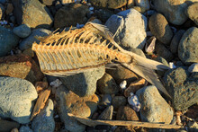 Headless Skeleton Free Stock Photo - Public Domain Pictures
