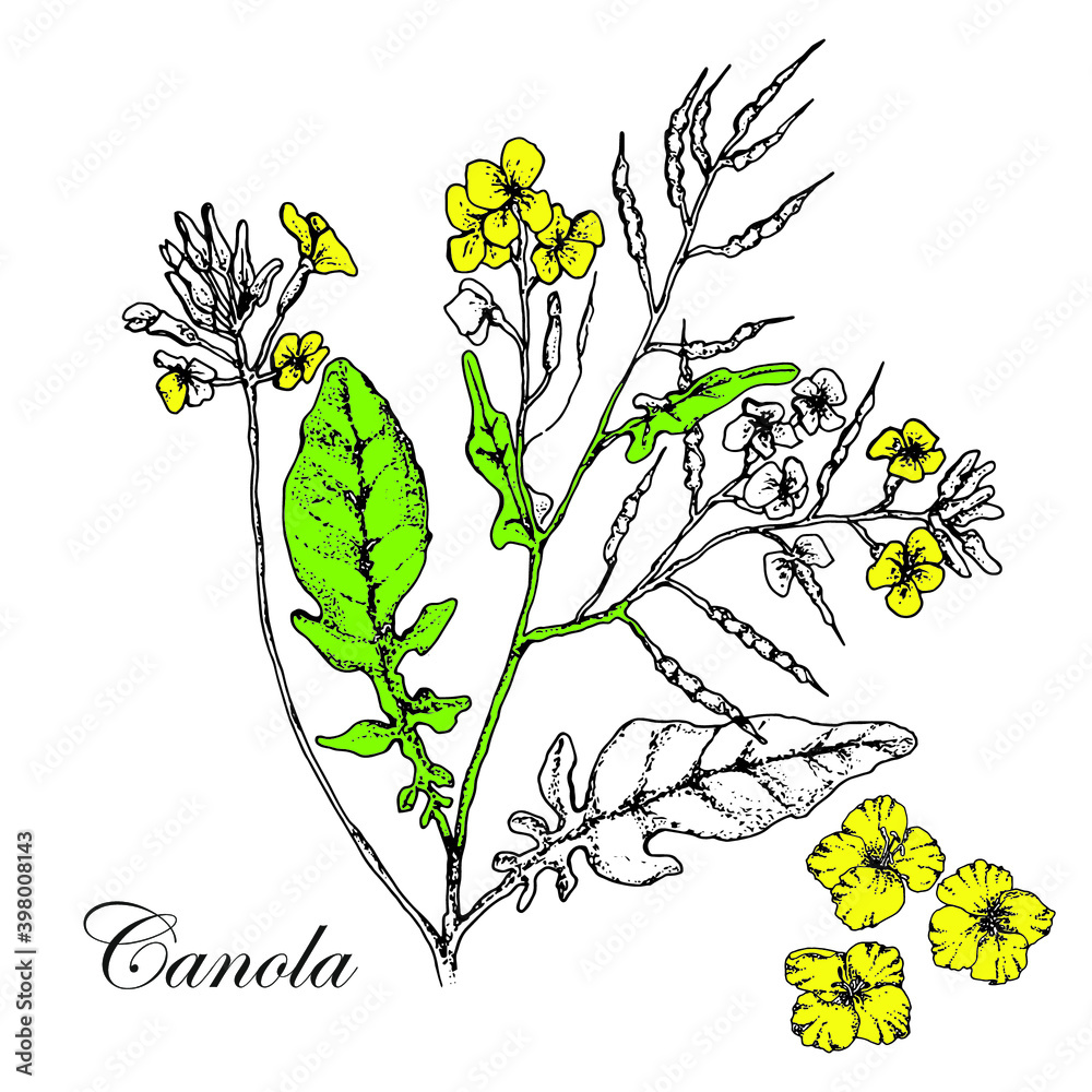 Rapeseed, plant, pods with seeds and leaves. Vector engraving botanical ...