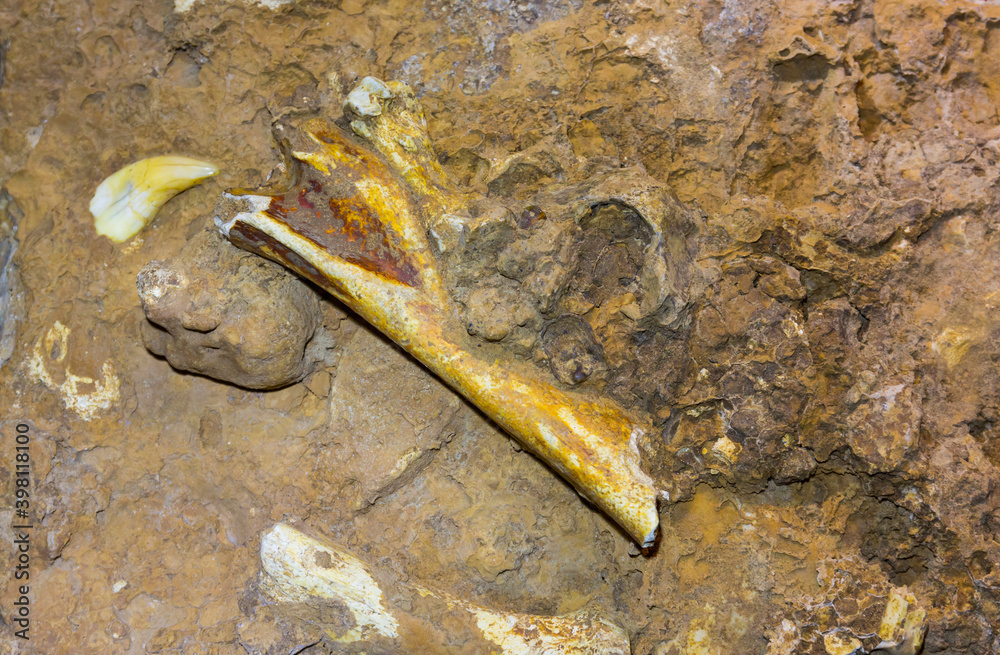 Cave bear (Ursus spelaeus), Cross Cave (Slovene: Križna jama), also ...