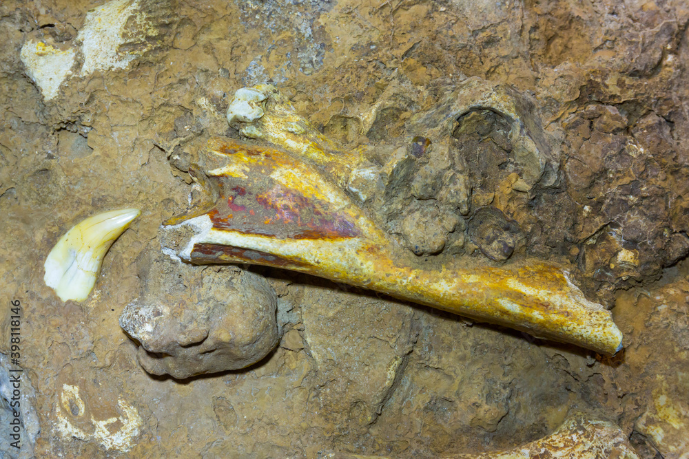 Cave bear (Ursus spelaeus), Cross Cave (Slovene: Križna jama), also ...