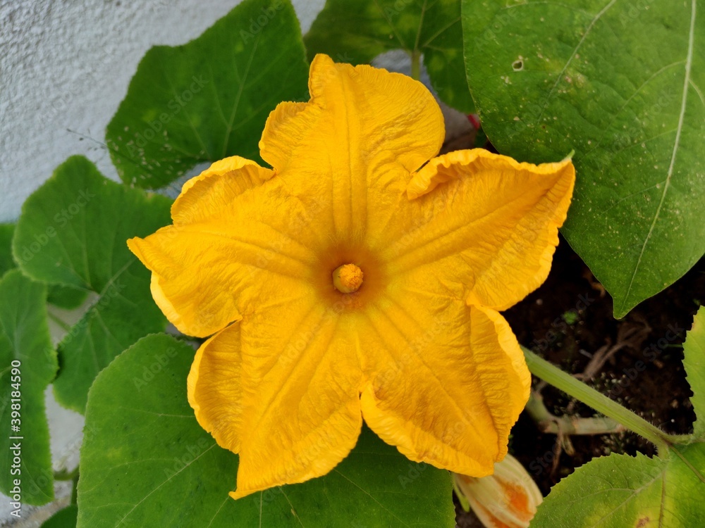 Beautiful bright yellow Squash flower Squash, (genus Cucurbita), a ...