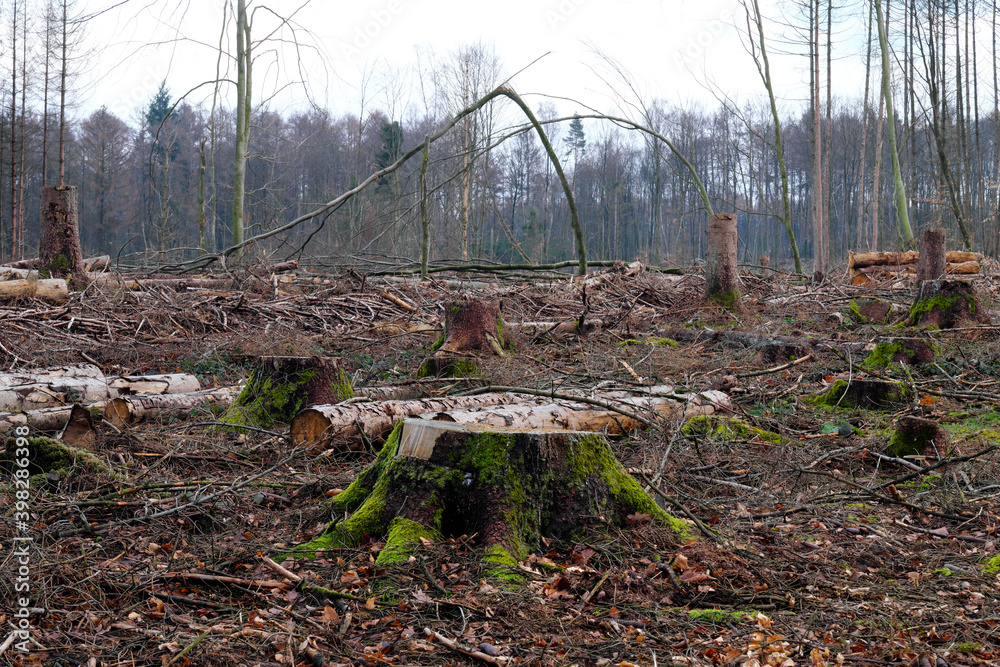 Tree stumps covered with moss and tree logs and a broken tree in a ...
