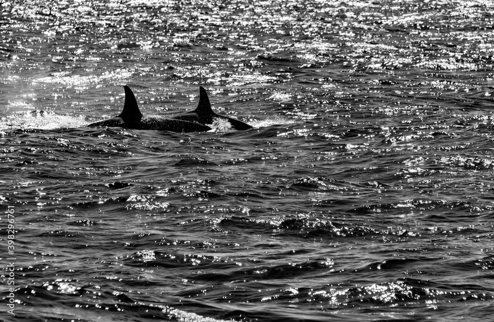 Orcas Island Walbeobachtung Whale Watching Meeressäuger Wale ...