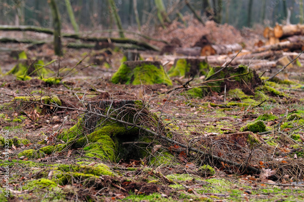 Tree stumps covered with moss in a cleared forest owing to dryness and ...