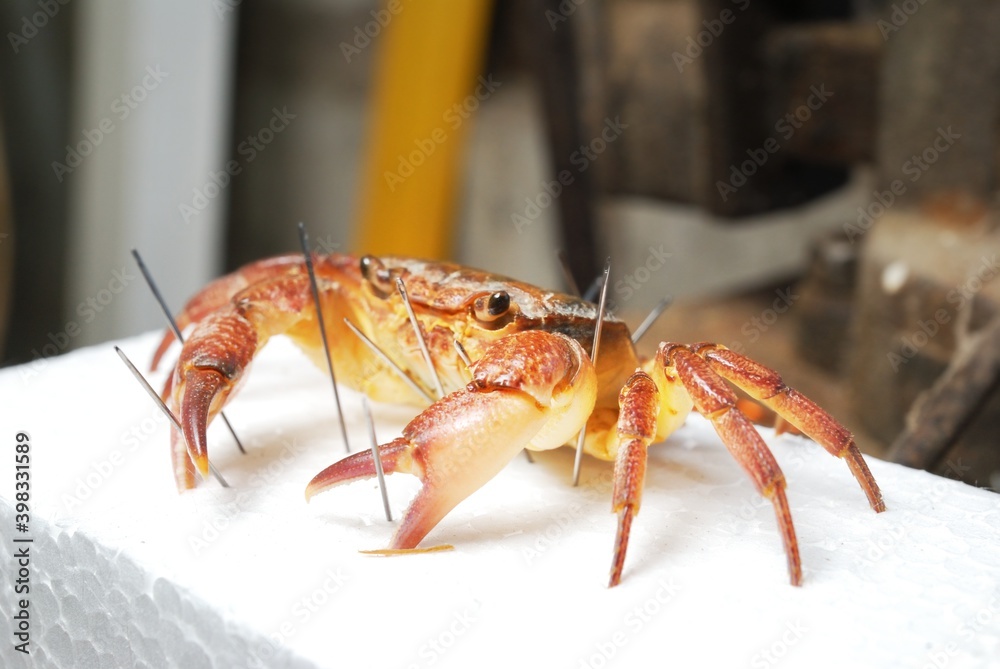 Freshwater river crab Potamon sp. pinned for collection, isolated on ...