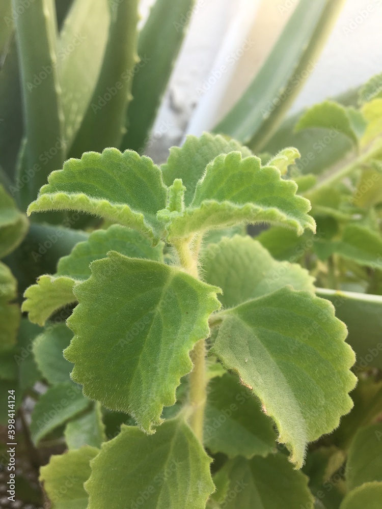 Plectranthus amboinicus Lour. Coleus aromaticus Benth. Coleus ...