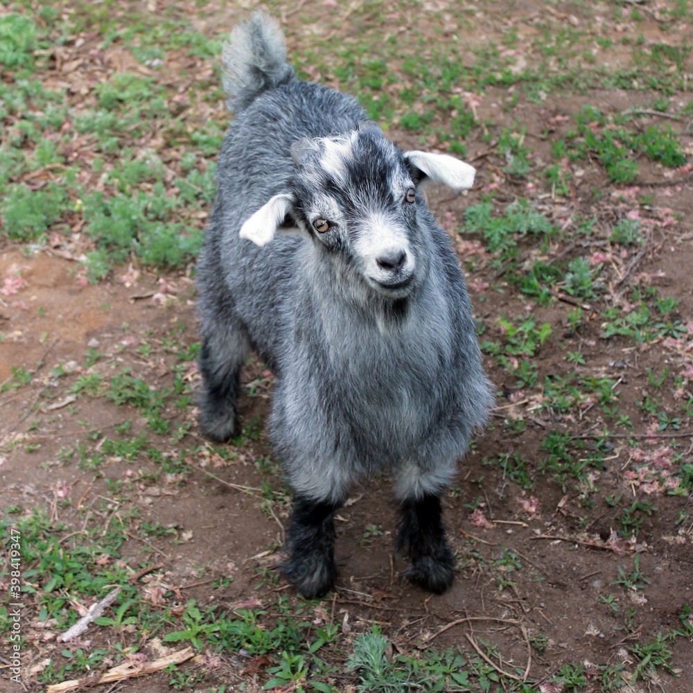 Cute goat kid gray hair looking funny and lovely. Baby goat pygmy ...