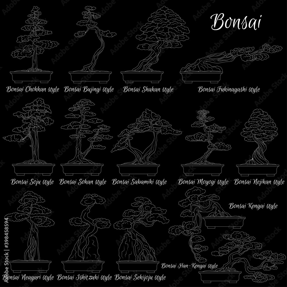 Bonsai. Different styles of miniature trees. The art of growing dwarf ...