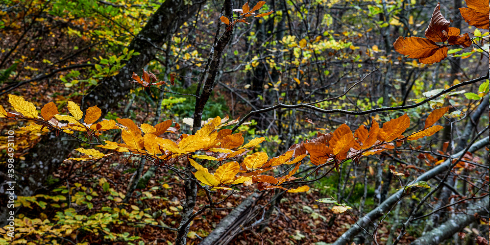 Hojas otoñales en el bosque Stock Photo | Adobe Stock