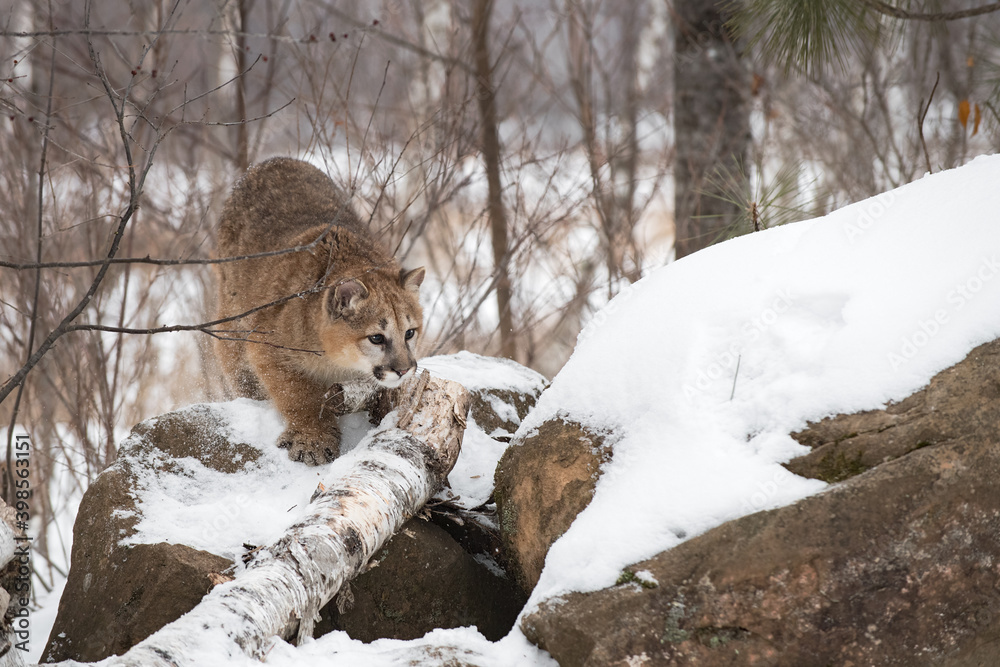 Female Cougar (Puma concolor) Kicks Up Snow on Logs and Rocks Winter ...