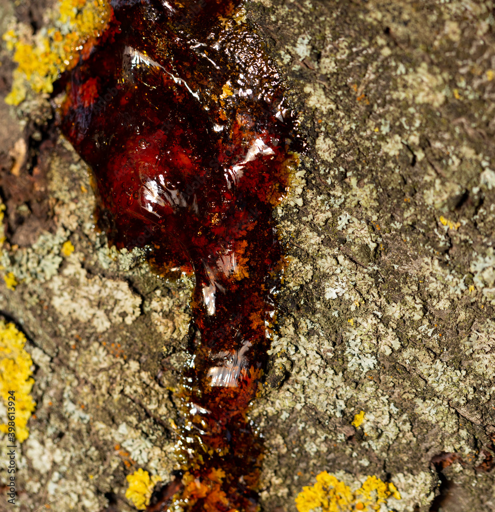 Formation of resin from the juice of a cherry tree.The tree was ...