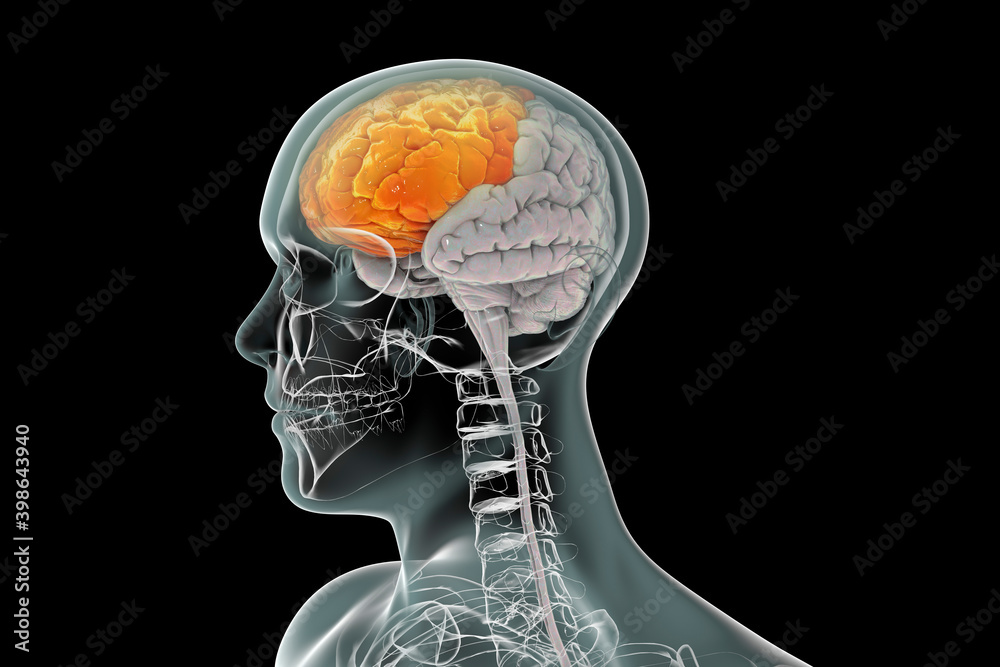 Human brain with highlighted frontal lobe, 3D illustration Stock ...