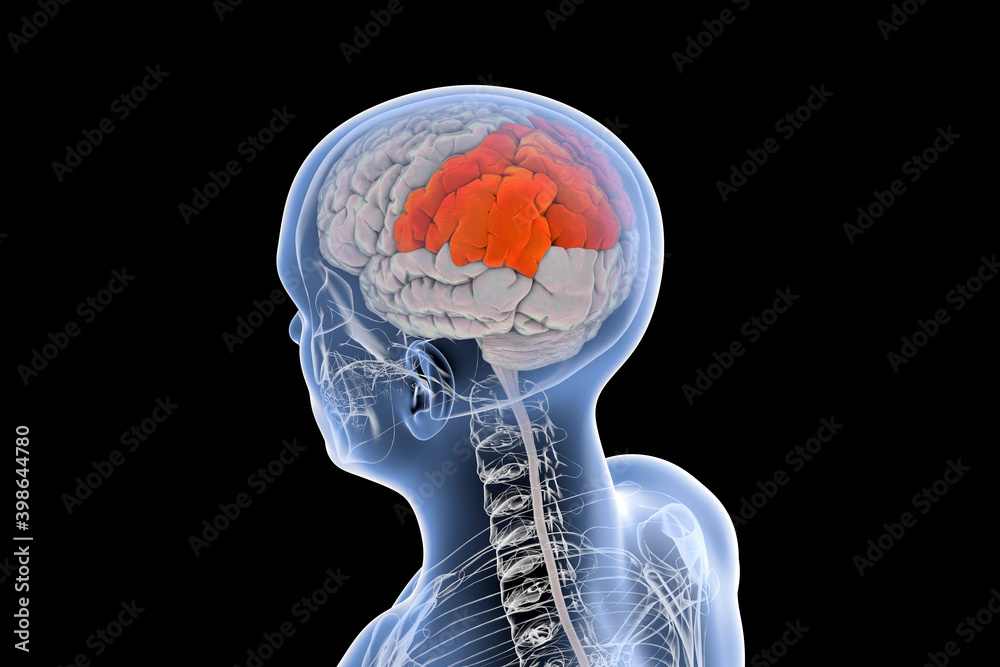 Human brain with highlighted parietal lobe Stock Illustration | Adobe Stock
