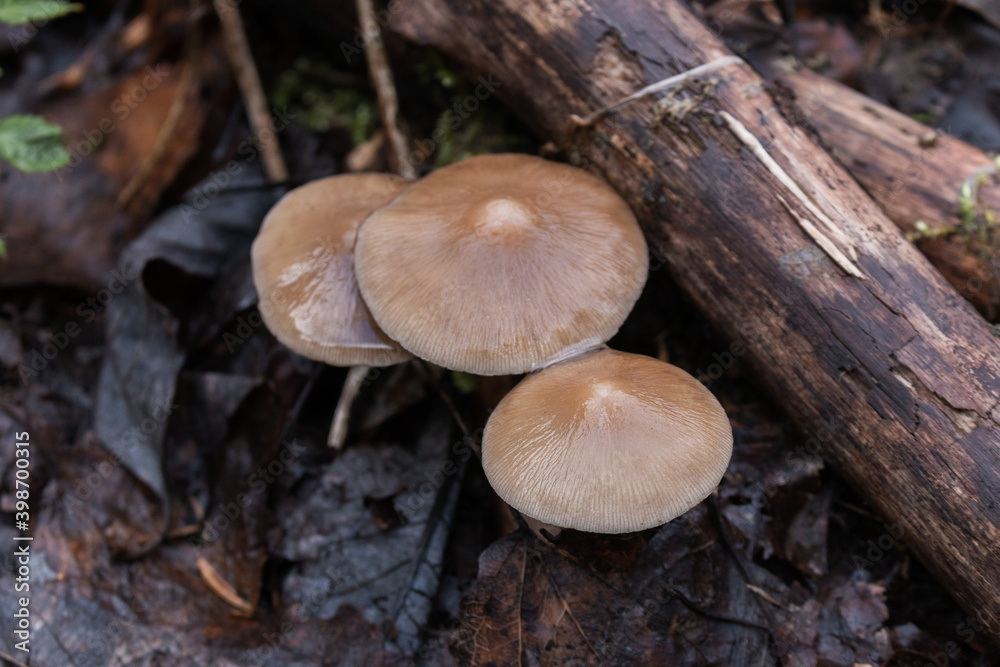 Mycena galericulata is a mushroom species commonly known as the common ...