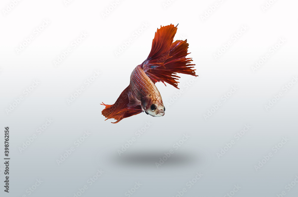 color fish jumping out of water splash on white background Stock Photo ...