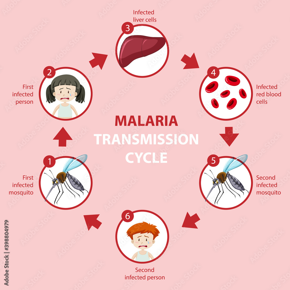 Malaria transmission cycle and symptom information infographic Stock ...