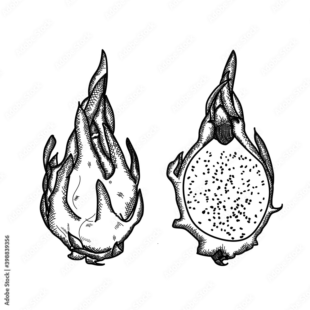 Pitaya Sketch. Dragon fruit hand drawing. Pitaya dragon fruit graphic ...
