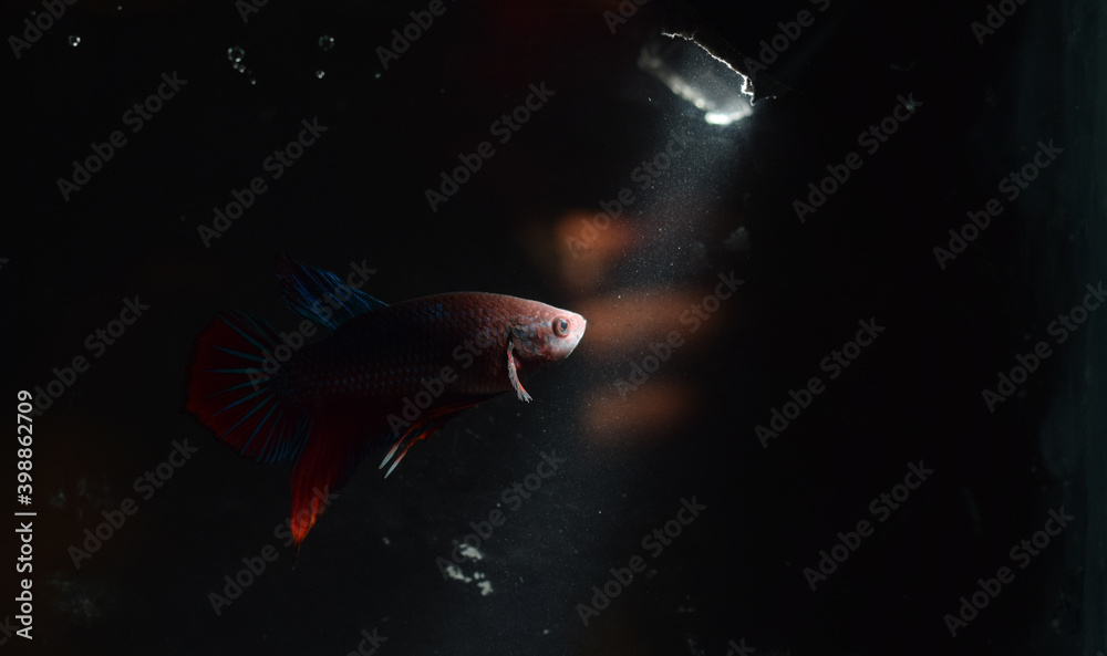 The beautiful colors of "betta fish plaque" capture the beautiful ...