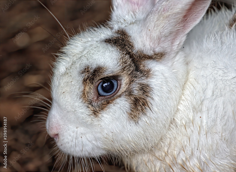 Close Up Rabbit Face