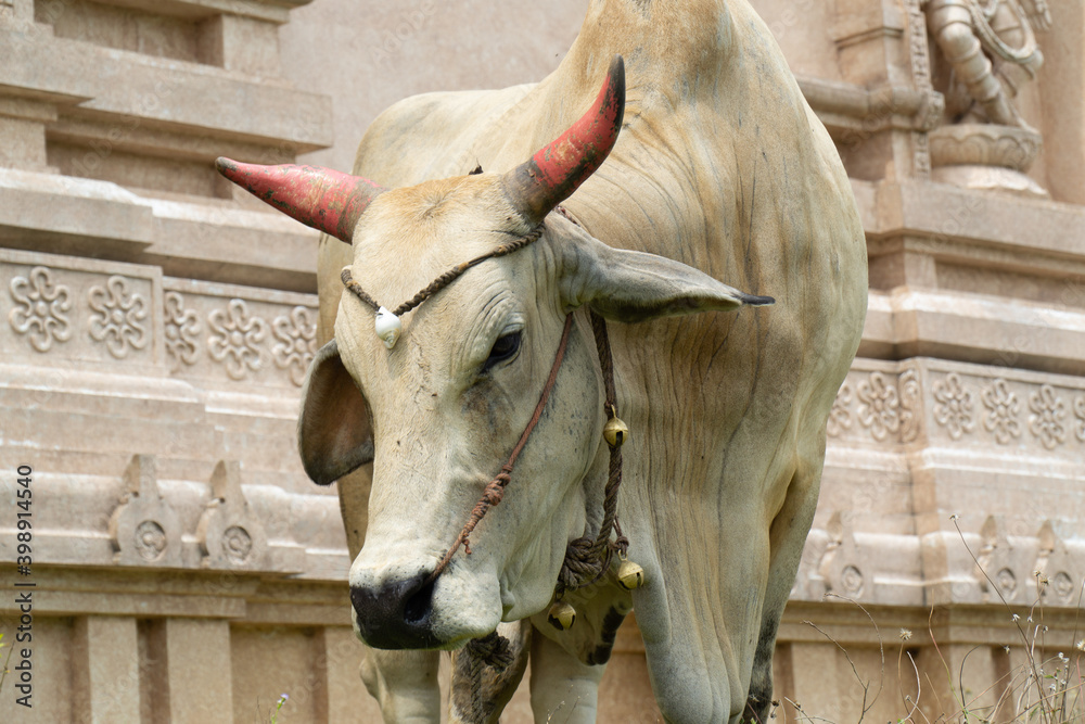 Photo Stock Sacre cow in front of the Sri Shakti Devasthanam Temple in Kuala Selangor, Malaysia ...