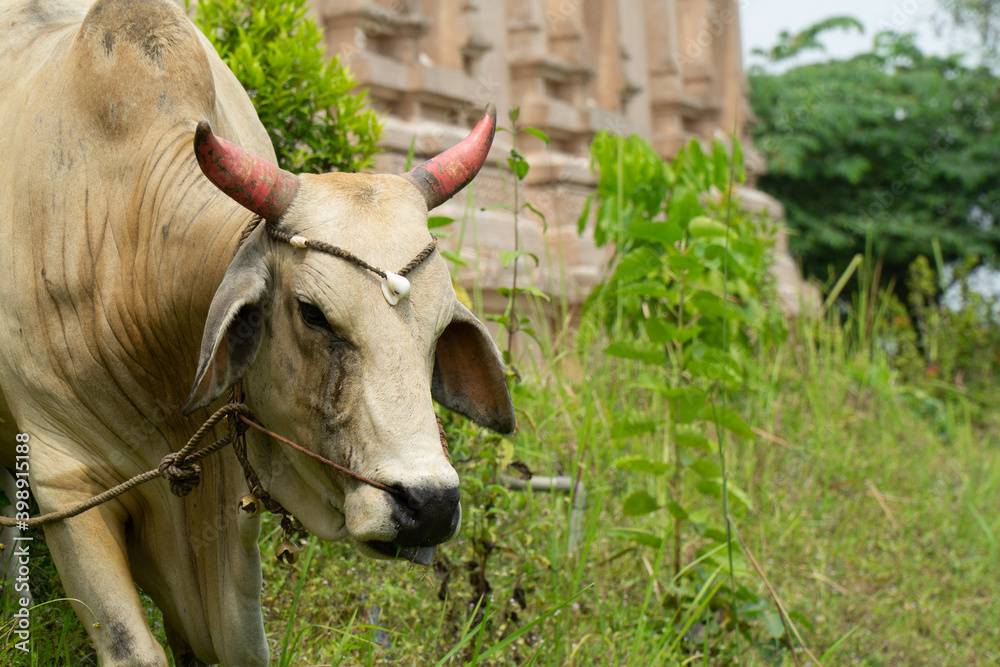 Sacre cow in front of the Sri Shakti Devasthanam Temple in Kuala Selangor, Malaysia. It is one ...