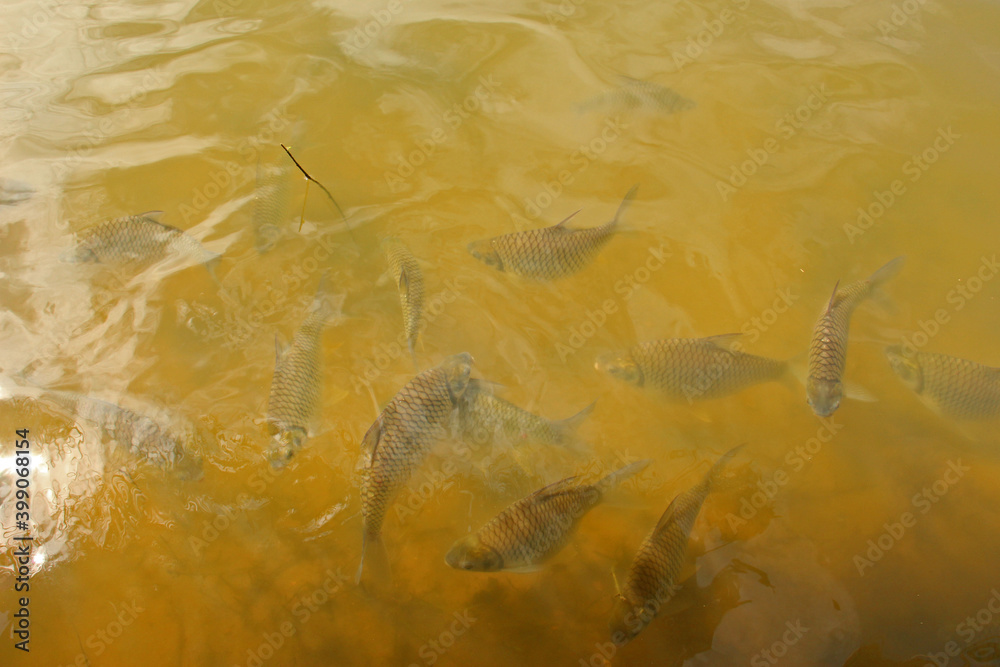 The Siamese mud carp is a species of freshwater cyprinid fish, a ...
