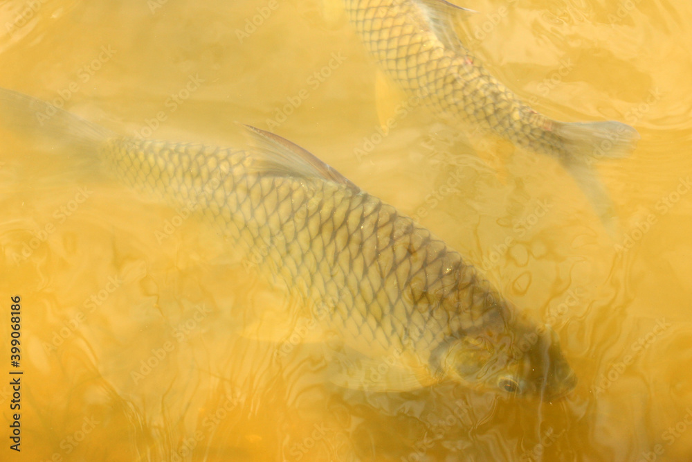The Siamese mud carp is a species of freshwater cyprinid fish, a ...