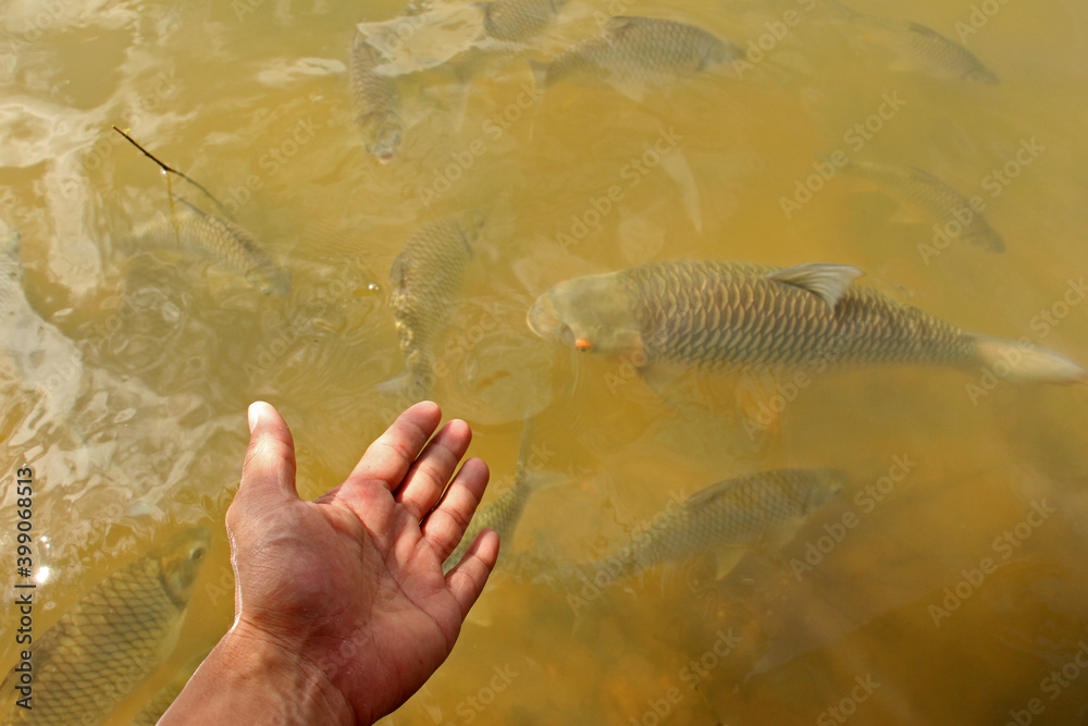 The Siamese mud carp is a species of freshwater cyprinid fish, a ...