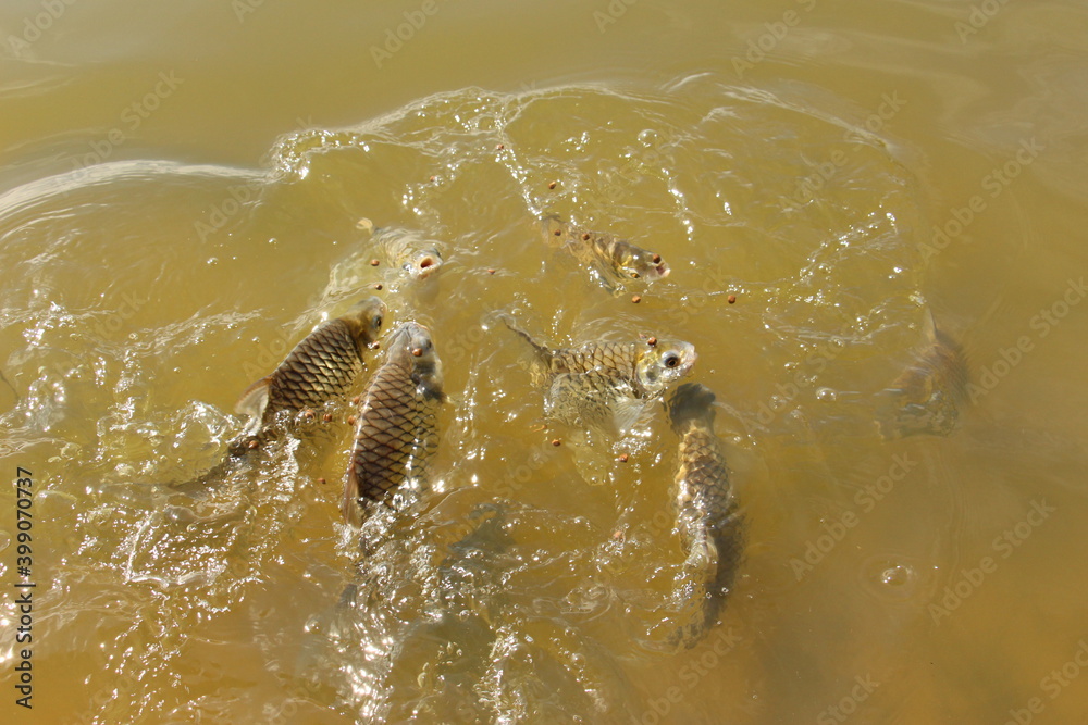 The Siamese mud carp is a species of freshwater cyprinid fish, a ...