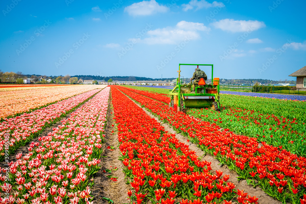 Tulip cultivation in the Netherlands - agricultural machine cuts off ...